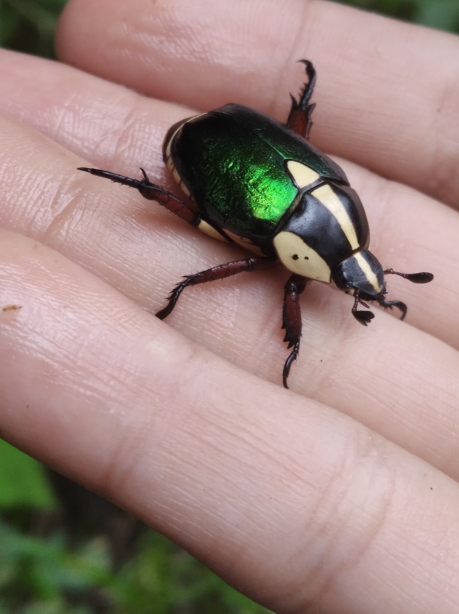 Rutela laeta (Weber, 1801)