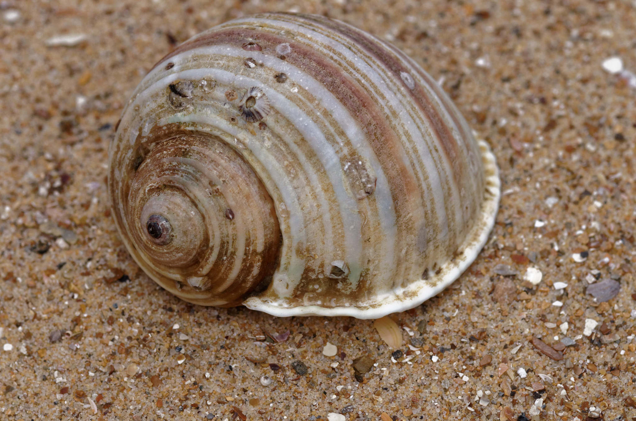 Tonna sulcosa (Born, 1778)