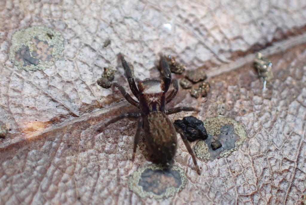 Golden-brown Jumping Spider from Eltham, New Zealand on July 31, 2020 ...