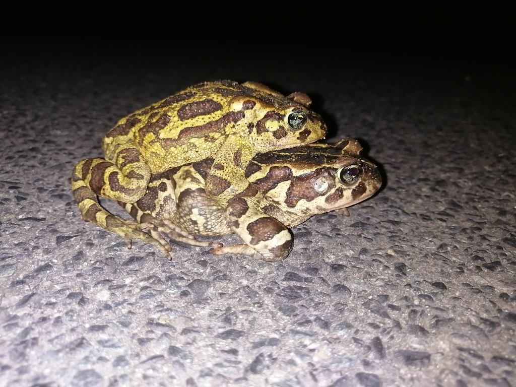 Western Leopard Toad from Westlake, Cape Town, 7945, South Africa on ...