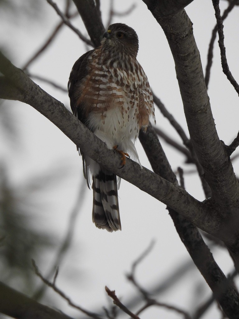 Sharp-shinned Hawk from Ottawa, Ontario, Canada on January 15, 2020 at ...