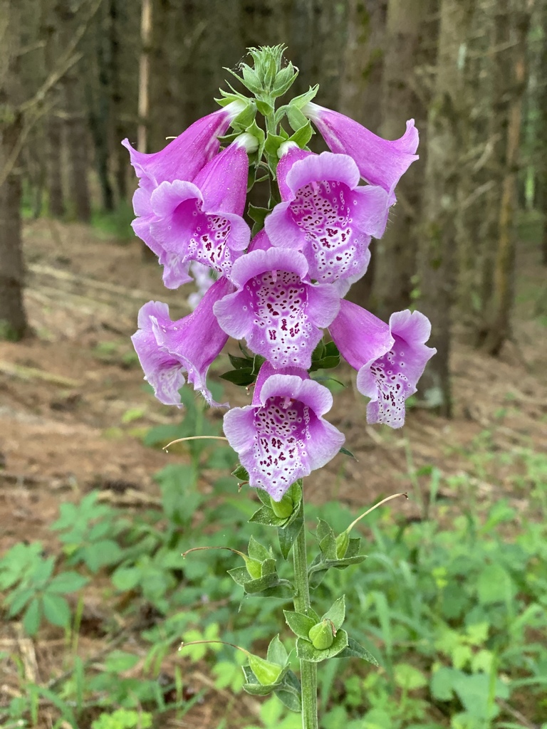 purple foxglove (Common Southern New York Plants/Trees) · iNaturalist