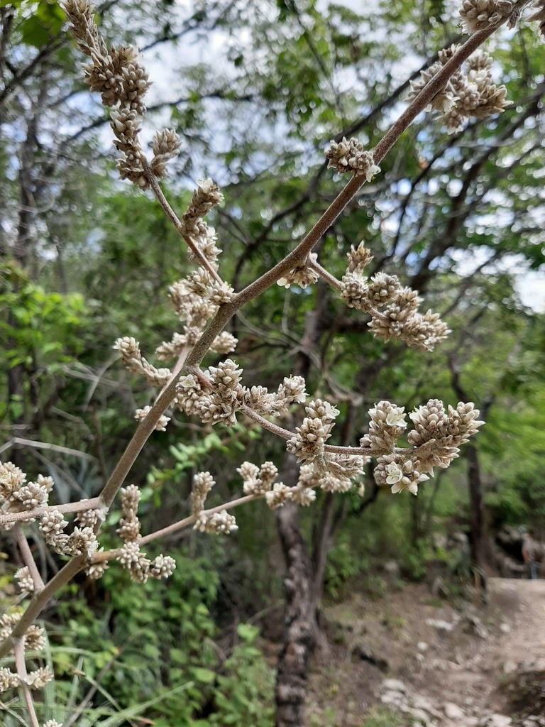 Guapilla desde Cascada El Chiflón, Chiapas, Mexique el 21 de septiembre ...
