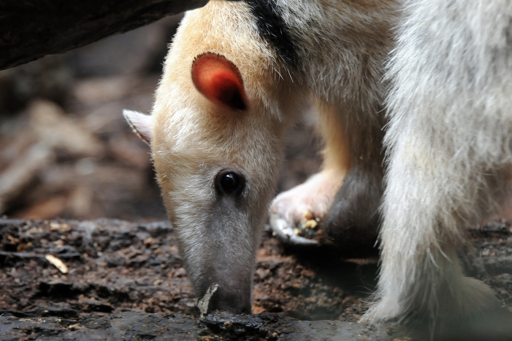 Tamanduas (Tamandua) - Know Your Mammals
