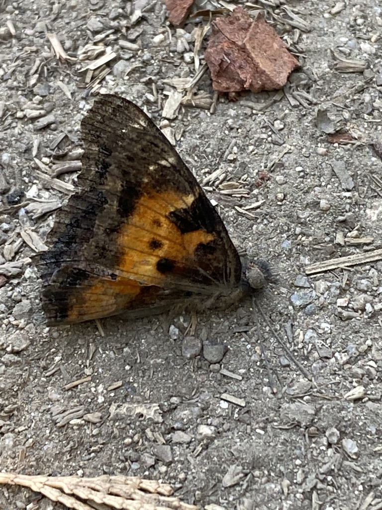 California Tortoiseshell from San Bernardino National Forest, Lake ...
