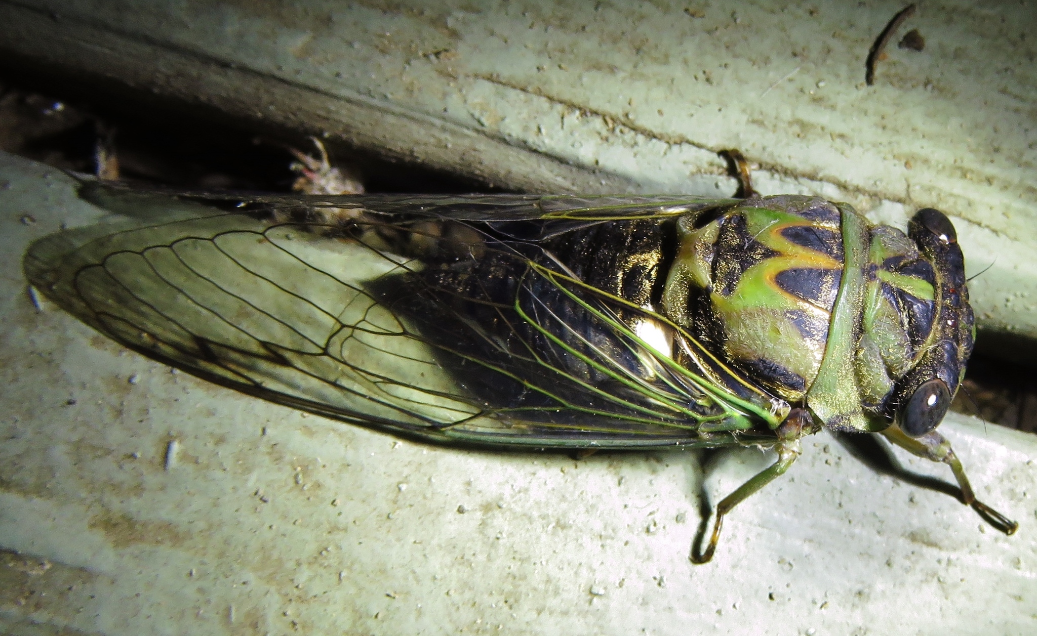 Neotibicen pruinosus pruinosus