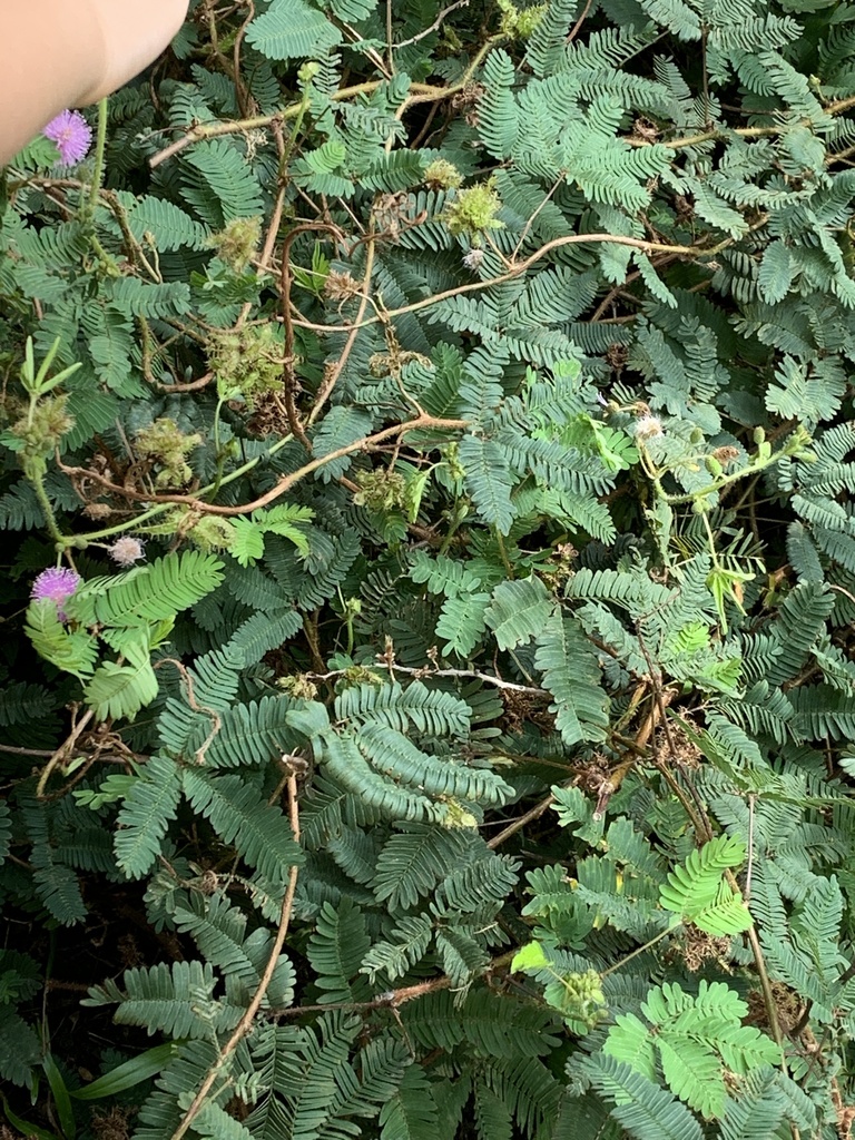 Sensitive Plant from 博愛路, 中正區, TW on August 25, 2020 at 08:09 AM by ...