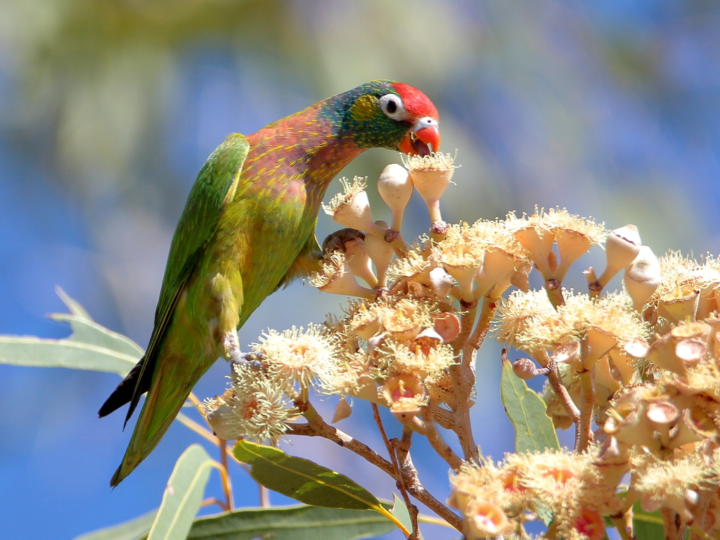 Varied Lorikeet (Psitteuteles versicolor) - Avian Discovery
