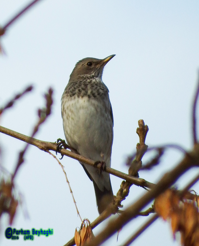 Black Throated Thrush