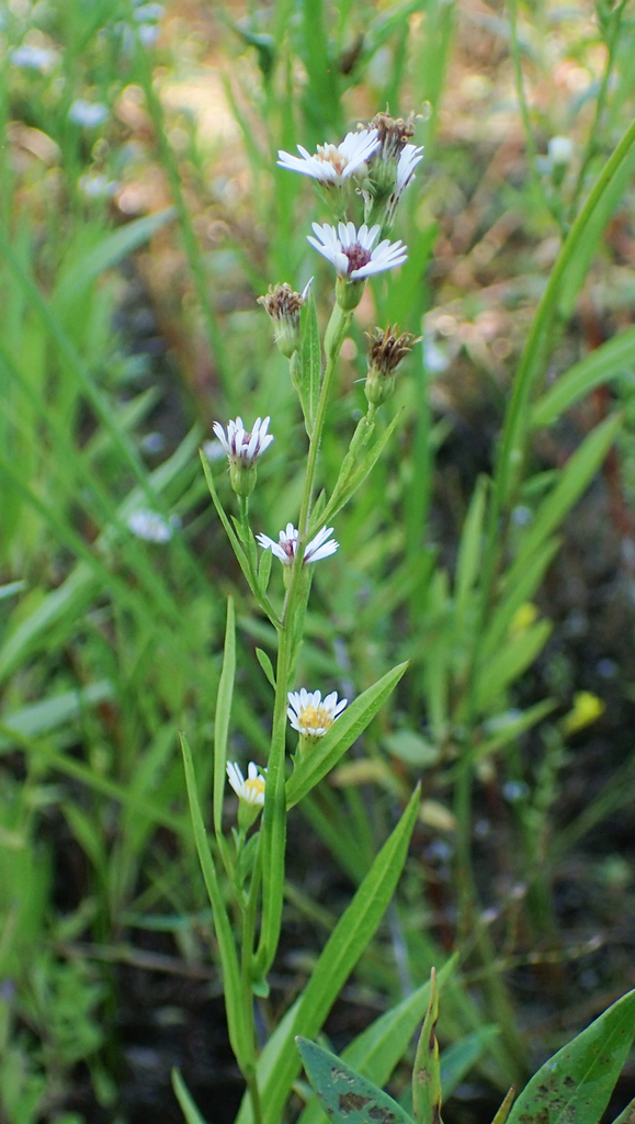 Tradescant's aster from Yarmouth County, NS, Canada on August 23, 2020 ...