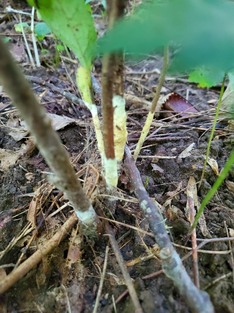 enveloping crust from Sugar Creek Township, IN, USA on August 22, 2020 ...