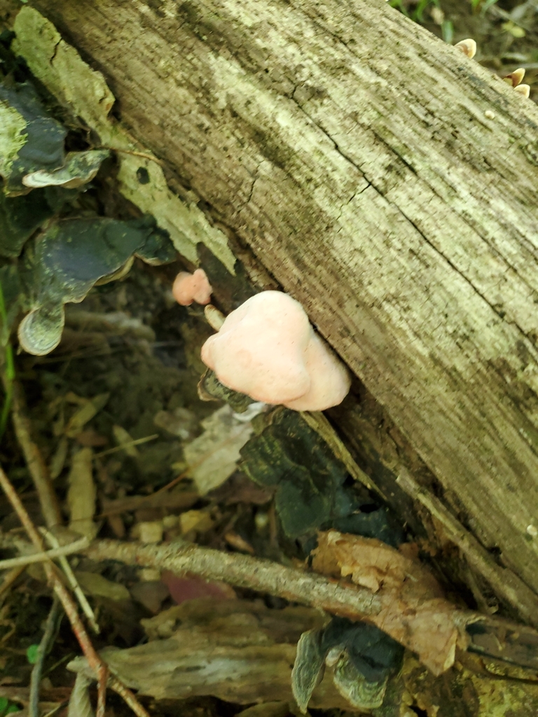 Coral-pink Merulius from Sugar Creek Township, IN, USA on August 22 ...