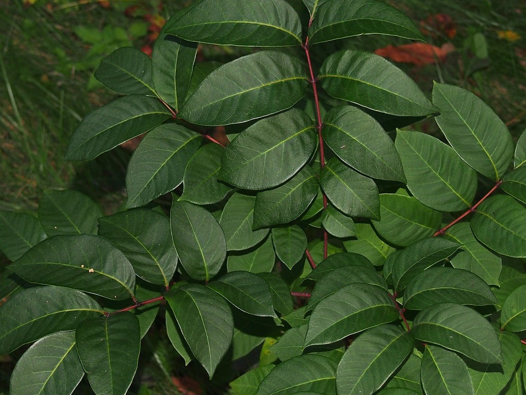 poison sumac in August 2020 by Ken Potter · iNaturalist