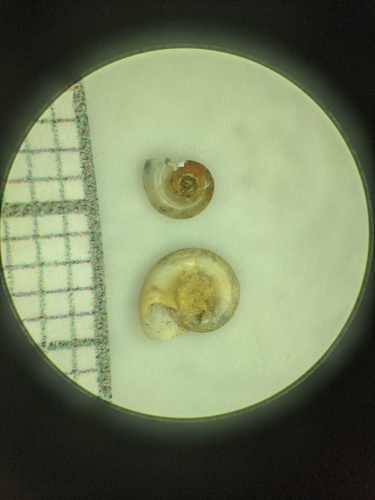 Disc Gyro (Gyraulus circumstriatus) · iNaturalist