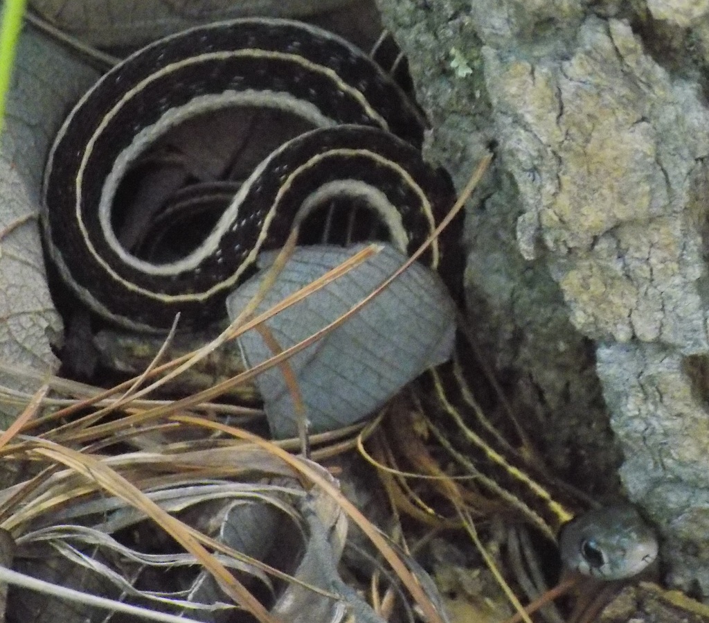 Black-necked Garter Snake from Bolaños, Jal., México on August 15, 2020 ...