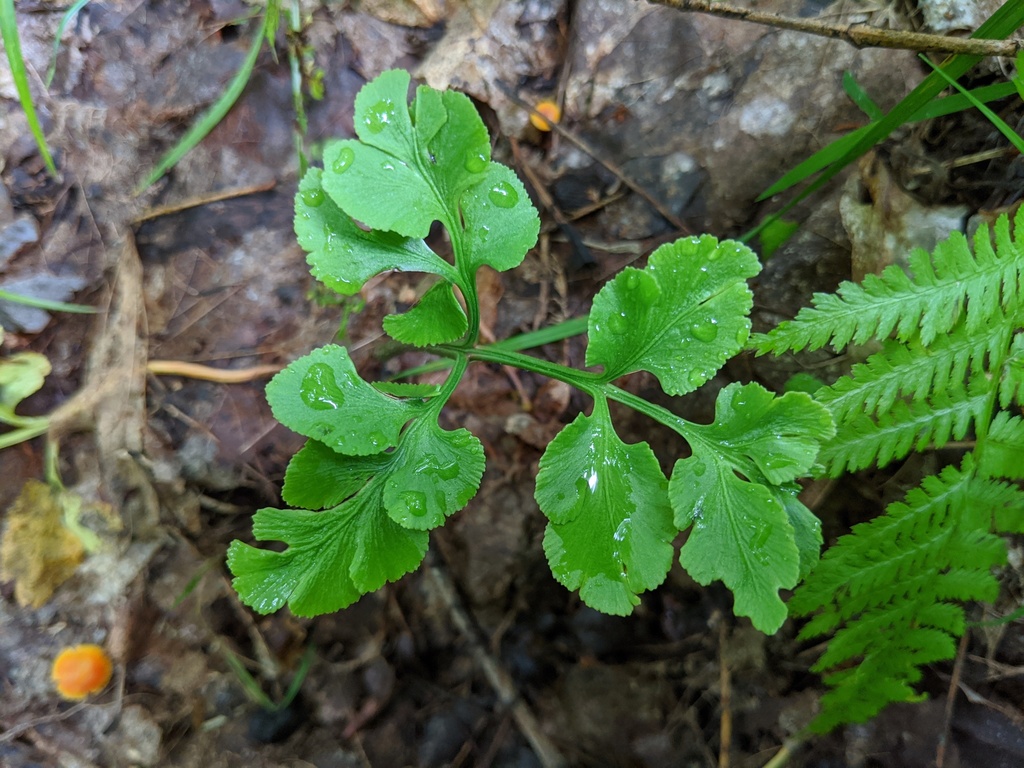 blunt-lobed grapefern from Gogebic County, MI, USA on August 22, 2020 ...