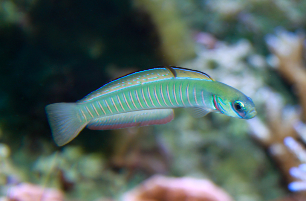 Zebra Barred Dartfish (Fishes of the Coral Sea Marine Park, Queensland ...