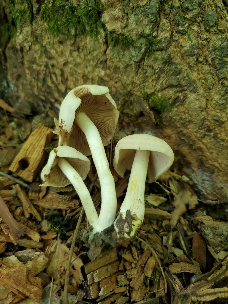 chestnut brittlestem from Sugar Creek Township, IN, USA on August 22 ...
