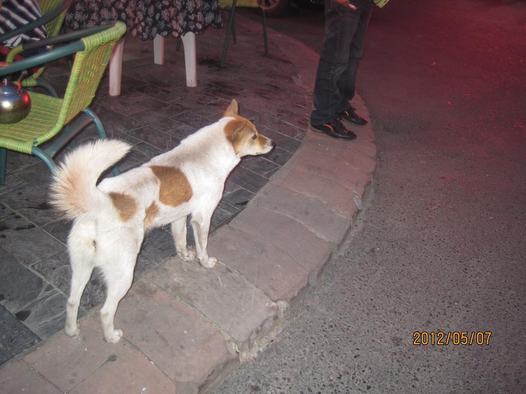 Western Domestic Dog from Yuhang District, Hangzhou, Zhejiang, China on ...