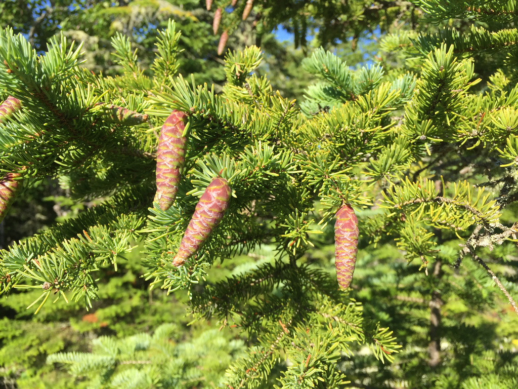 white spruce (Picea glauca) - Botanical Realm
