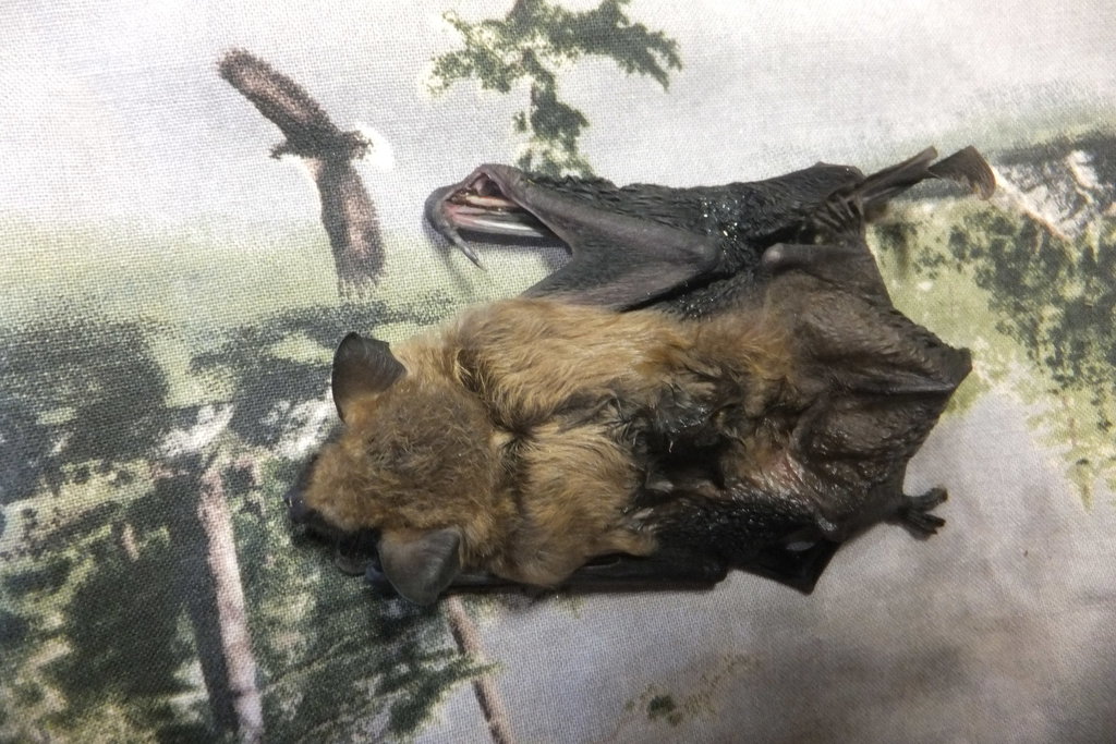Big Brown Bat from Lenexa, KS, USA on August 24, 2020 at 08:23 PM by ...
