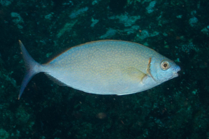Forktail Rabbitfish (Siganus argenteus) - Marine Life Identification