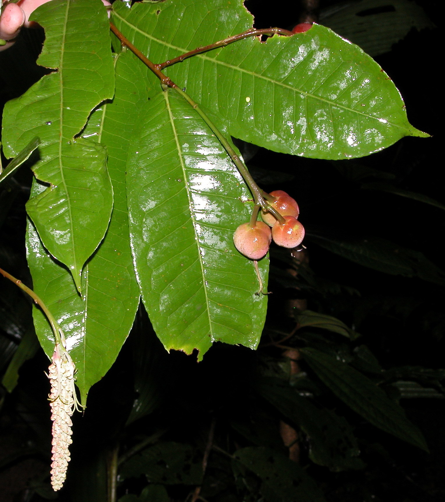 Mabea occidentalis Benth.