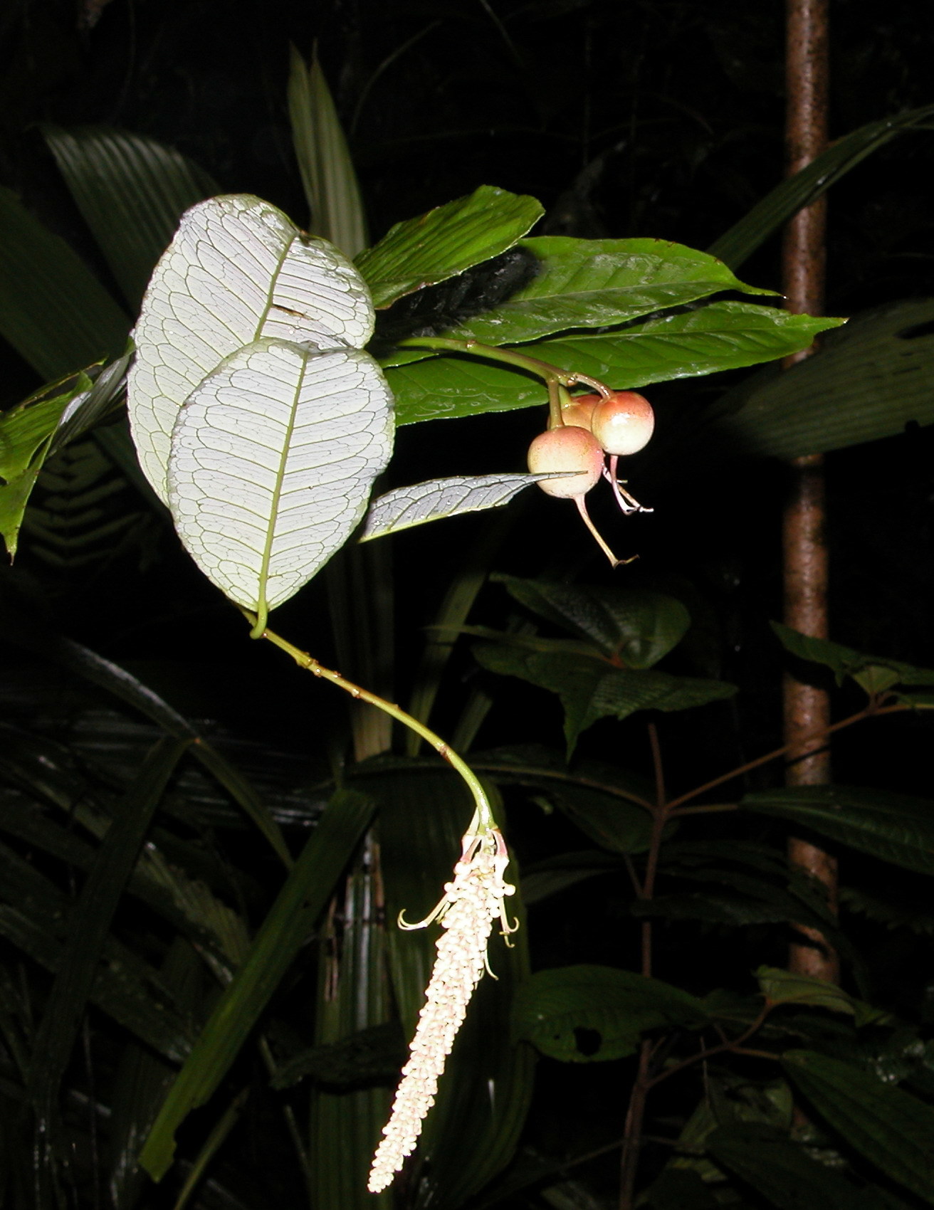 Mabea occidentalis Benth.