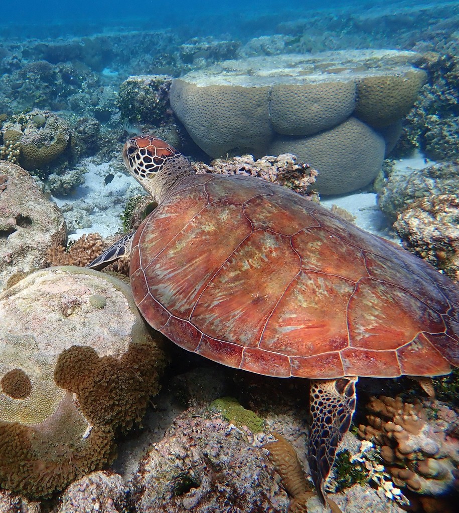 Typical Sea Turtles (Cheloniidae) - Marine Life Identification