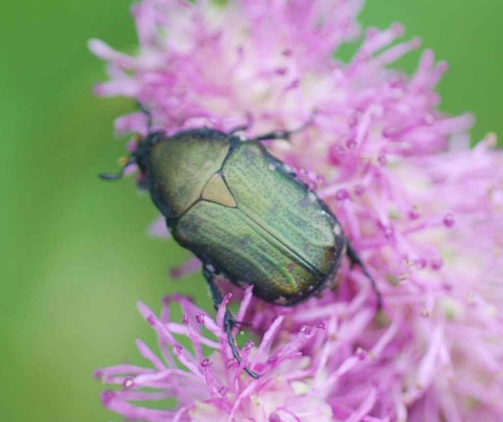 Blue Flower Chafer from Namsan-myeon, Chuncheon-si, Gangwon-do, South ...