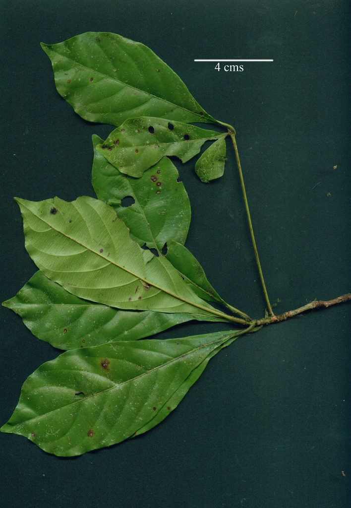Terminalia amazonia from Parcela UCR, Provincia de Puntarenas, Costa ...
