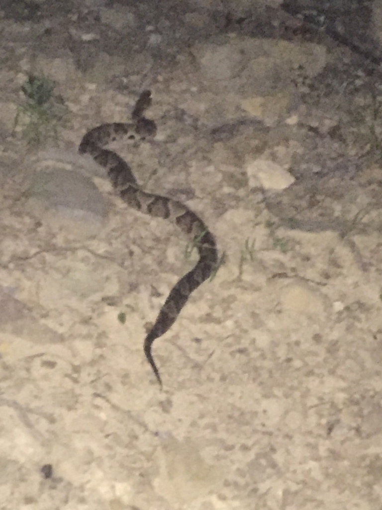 Eastern Copperhead from 2600 Max Creek Rd, Hiwassee, VA, US on July 11 ...