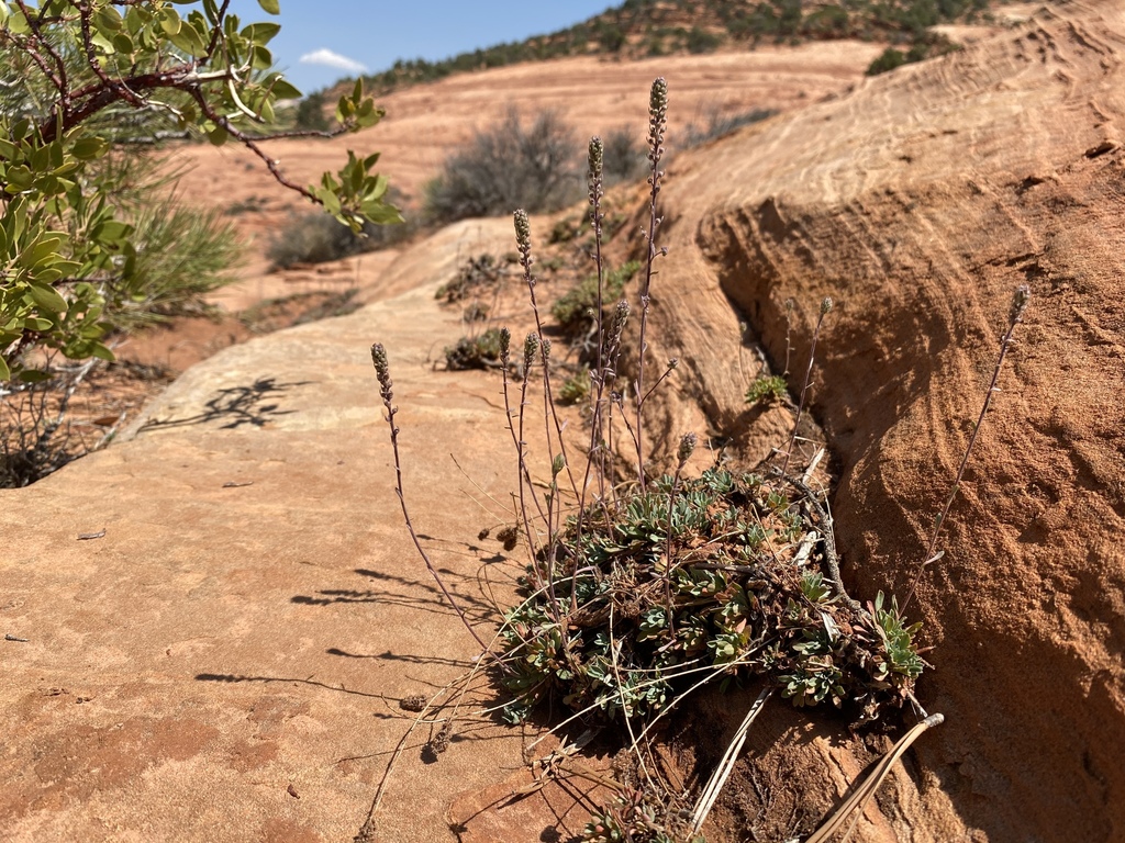 mat rock spiraea from Kanab, UT, US on August 24, 2020 at 11:33 AM by ...