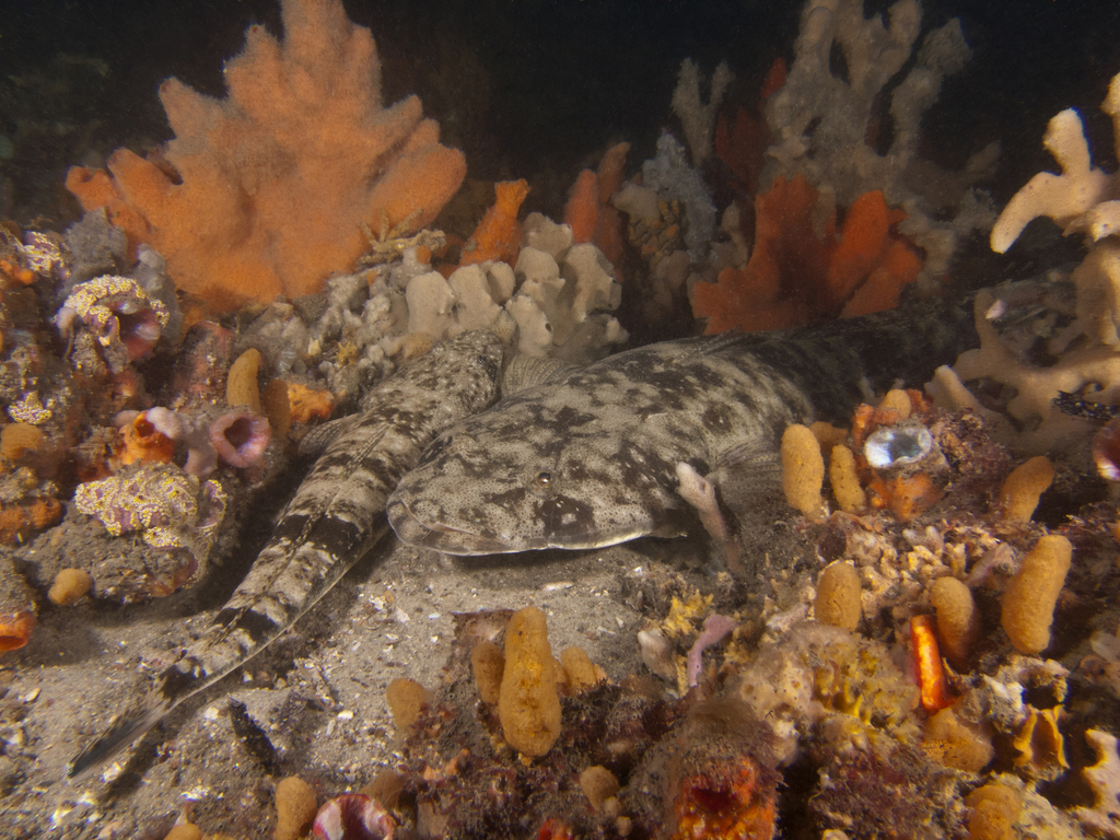 Dusky Flathead (Platycephalus fuscus) - Marine Life Identification
