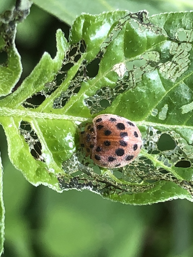 Hadda Beetle from 双清路附近, 北京市, CN on August 25, 2020 at 11:52 AM by ...