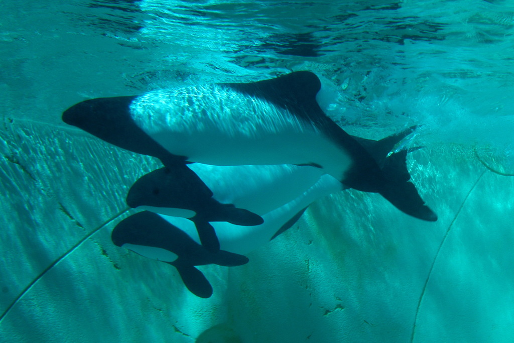 Commerson's Dolphin (Cephalorhynchus commersonii) - Know Your Mammals