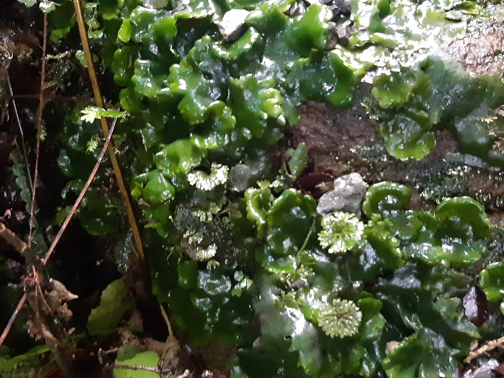 Monoclea forsteri from Purakaunui Falls Scenic Reserve, NZ-OT-CL, NZ-OT ...