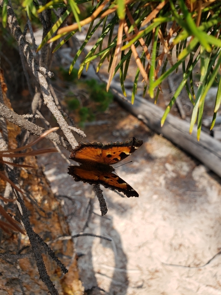 California Tortoiseshell from Meeteetse, WY 82433, USA on August 24 ...