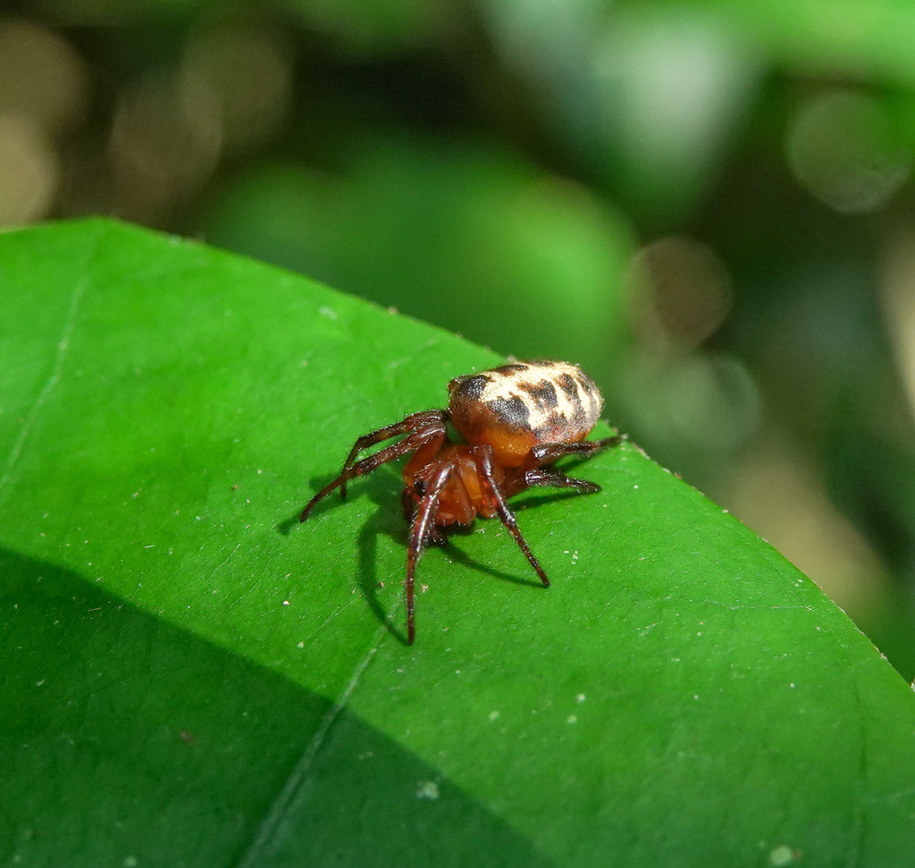 Orbweavers from Makunda Forest trail, Karimganj, Assam, India on August ...