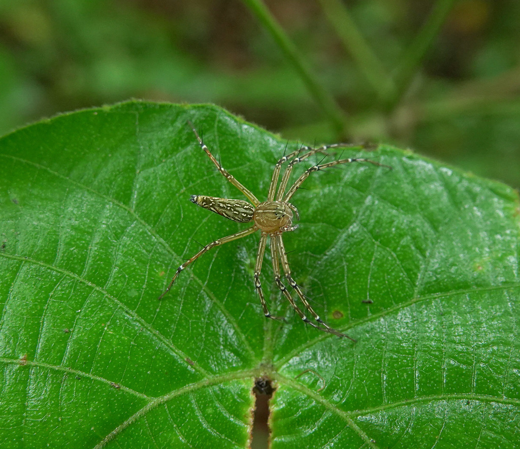 Hamadruas sikkimensis from Makunda Forest trail, Karimganj, Assam ...