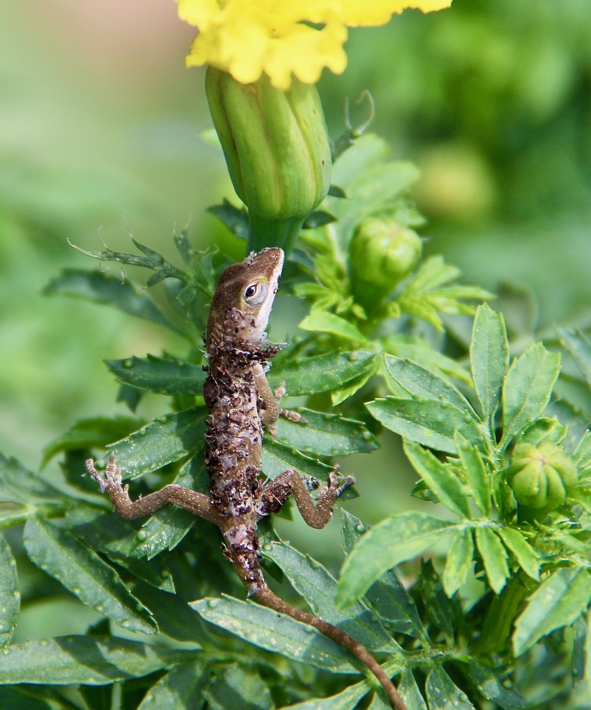 Green Anole from Leland, NC, USA on July 19, 2017 at 12:04 PM by ...