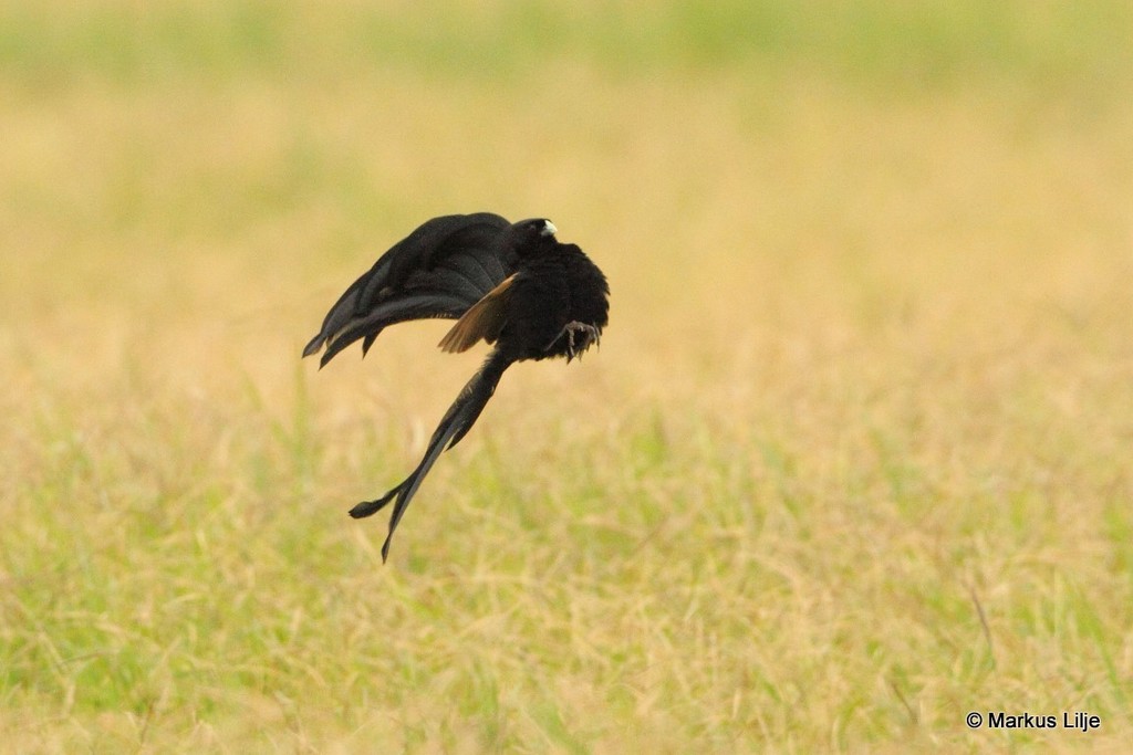 Jackson's Widowbird (Euplectes jacksoni) - Avian Discovery