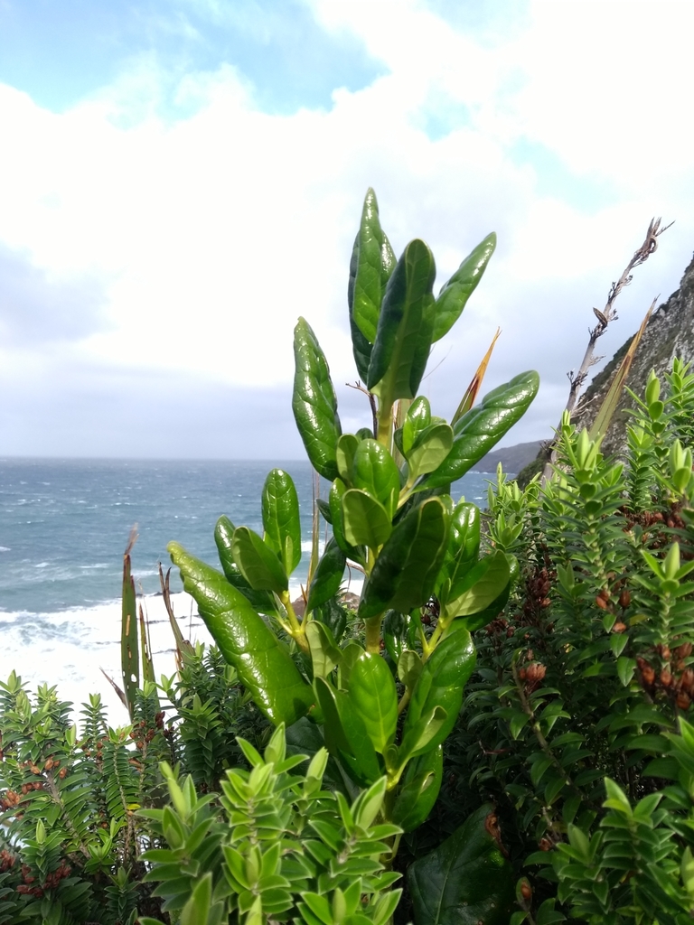 Taupata from Otago 9271, New Zealand on August 25, 2020 at 11:15 AM by ...