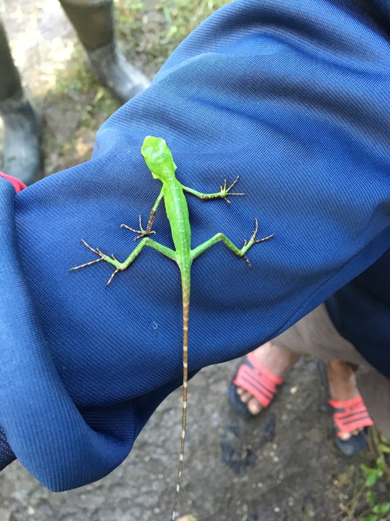 Green Crested Lizard from North Halmahera, North Maluku, Indonesia on ...