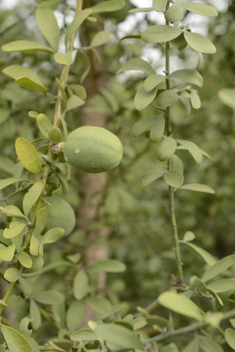 desert date (Balanites roxburghii) · iNaturalist