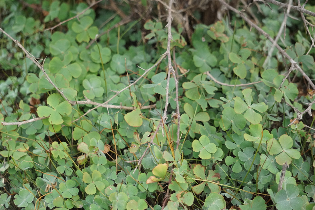 Helicopter Ferns from Ghanzi, Botswana on June 18, 2017 at 02:40 AM by ...