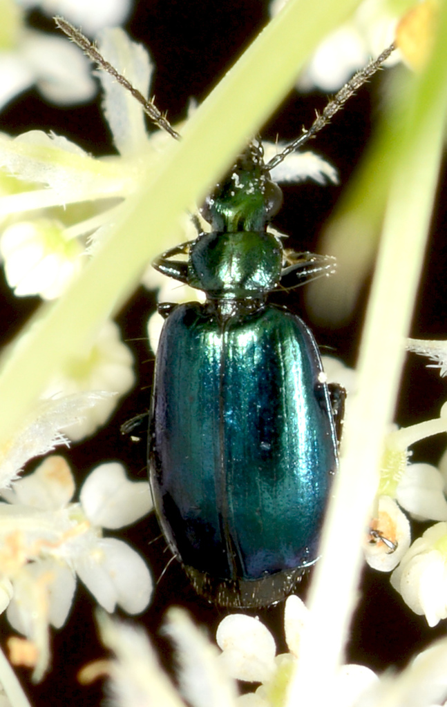 Flower Lebia Beetle from Garrett County, MD, USA on August 21, 2020 at ...