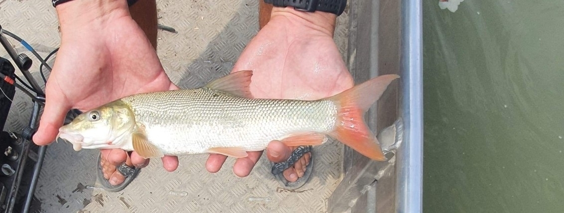 Barbus macedonicus Karaman, 1928