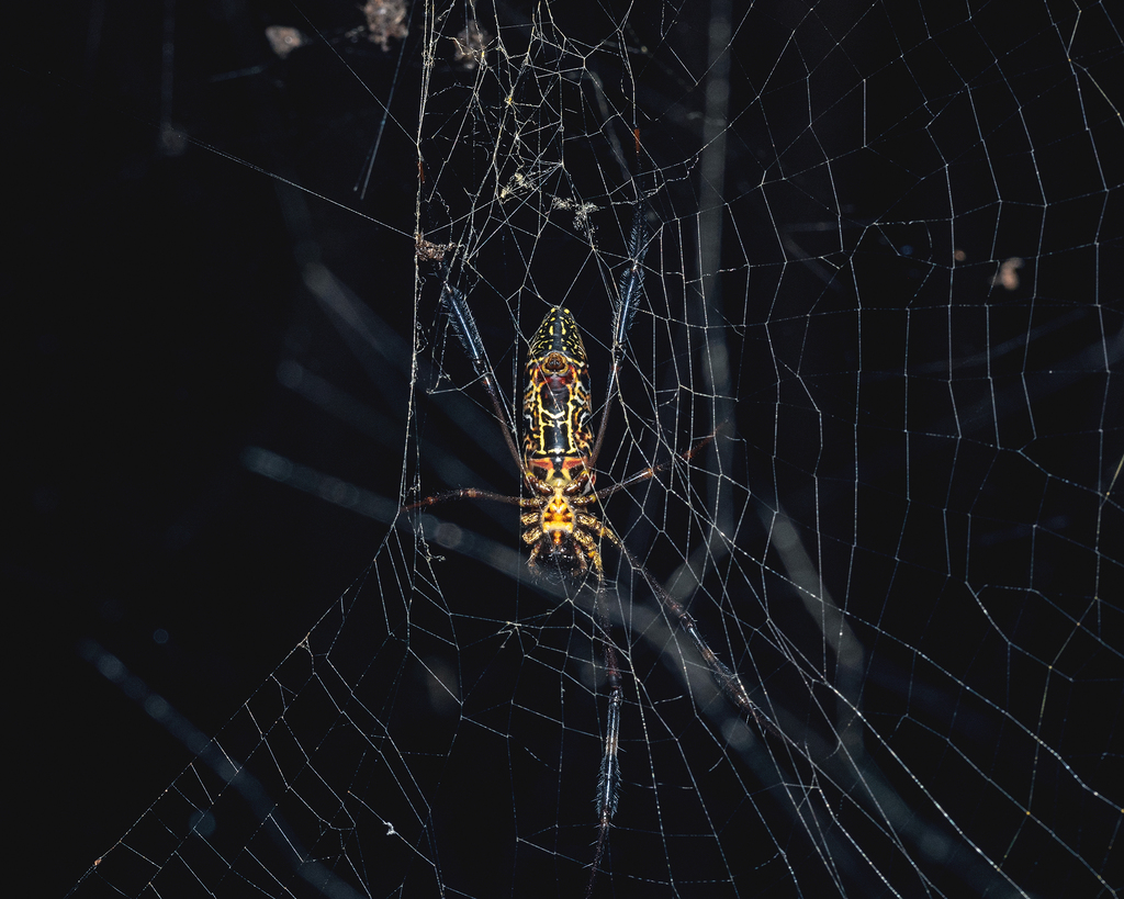 Batik Golden Web Spider from Balok, Pahang, Malaysia on December 28 ...