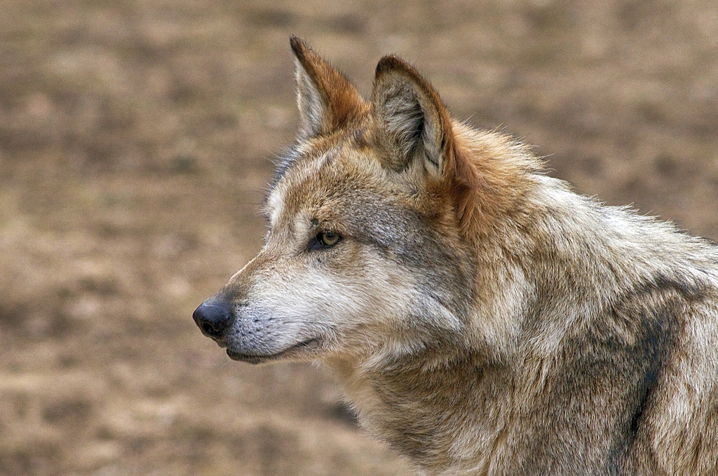 Lobo Canis Lupus Wolf European Commission May Gut Wolf Protection